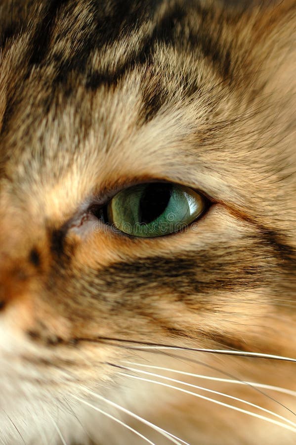 Pixie-Bob Eye stock image. Image of pixrgb, browns, animal - 810497