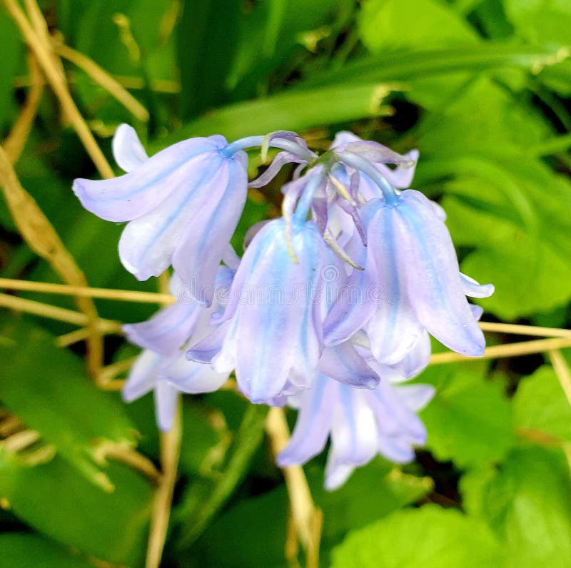 Pixie Colouredblue Bells from Our Enchanted Woodland. Stock Image ...