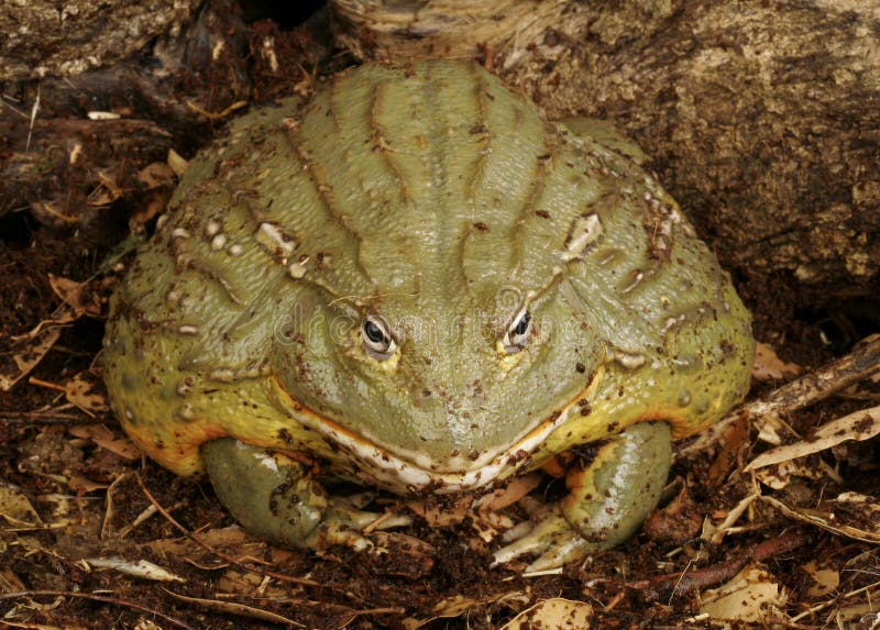 Pixie Frog stock image. Image of animal, africa, creature - 49763561