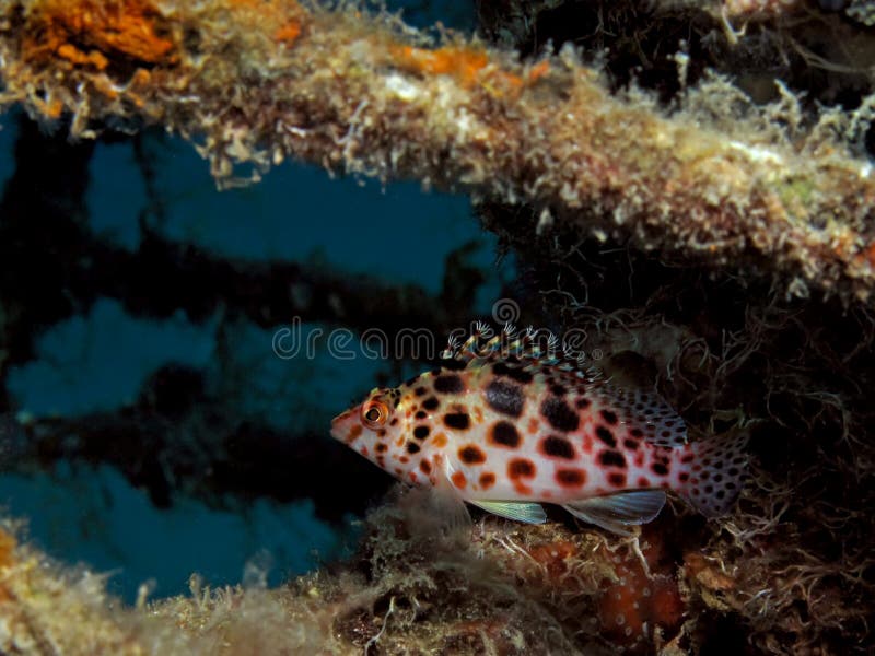 Pixie hawkfish stock photo. Image of reef, ocean, coral - 19388076