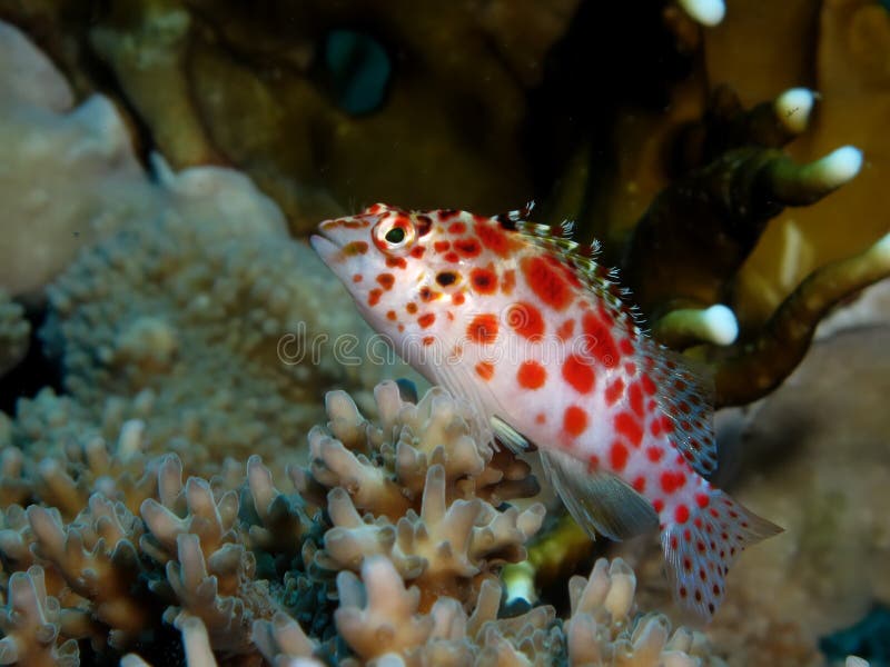 Pixie hawkfish stock photo. Image of reef, ocean, coral - 19388076