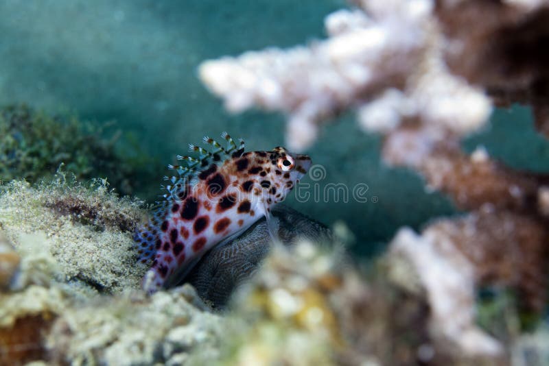 Pixie Hawkfish (cirrhitichthys Oxycephalus) in the Red Sea. Stock Photo ...