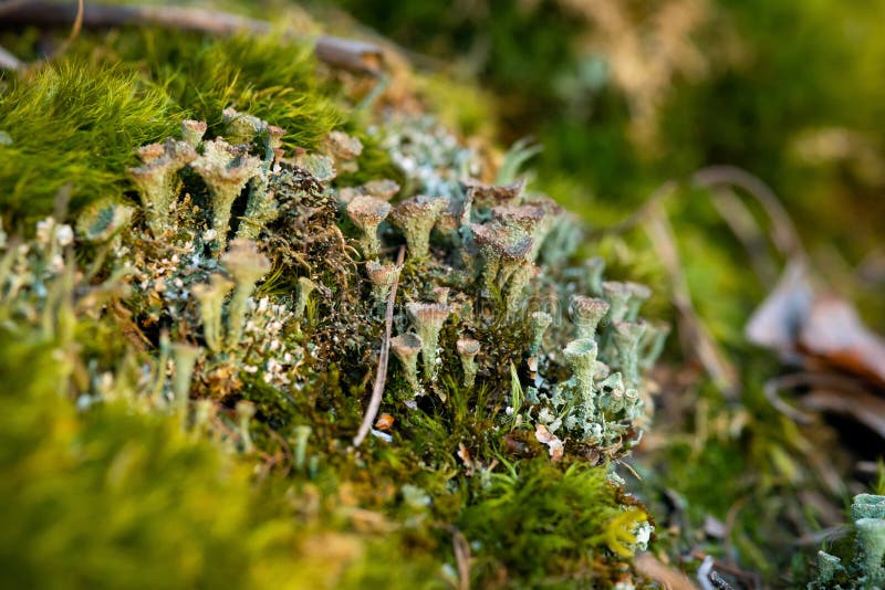 Pixie Lichen (Cladonia Fimbriata) Growing among Moss and Twigs. Stock ...