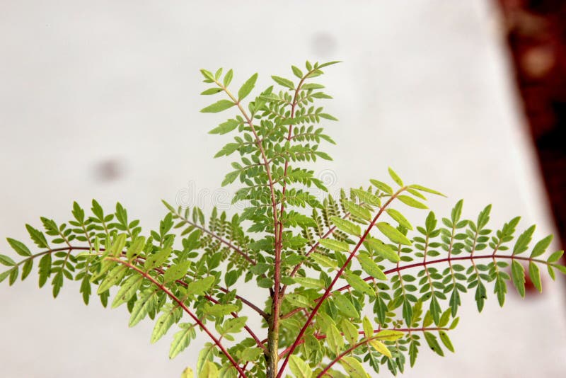 Plántula Del Mimosifolia Del Jacaranda, Jacaranda, Jacaranda Azul Foto ...