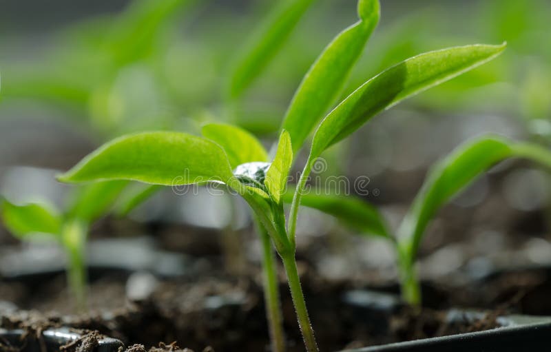 Plántulas Que Crecen Hacia La Luz Revisada Foto de archivo - Imagen de ...