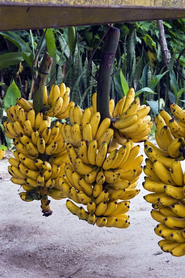 Plátano, Musa spp foto de archivo. Imagen de biodiversidad - 62903690