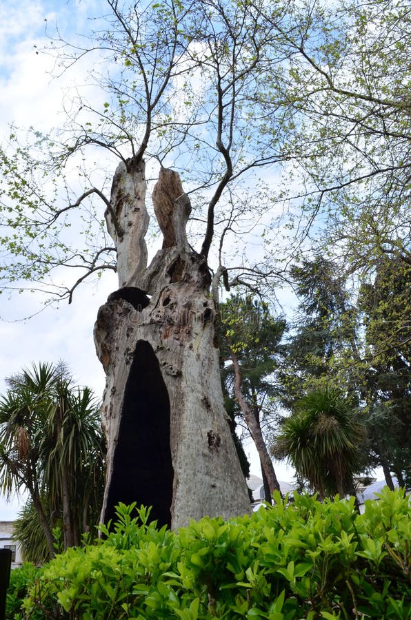 Tree Topkapi Palace Suleiman Stock Photos - Free & Royalty-Free Stock ...