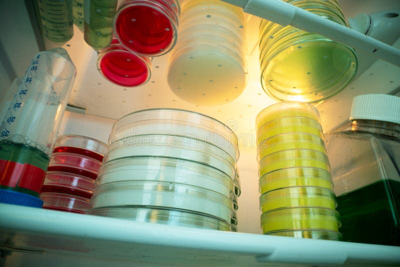 Vajilla De Petri Con Muestras De Microorganismos En Una Nevera De ...