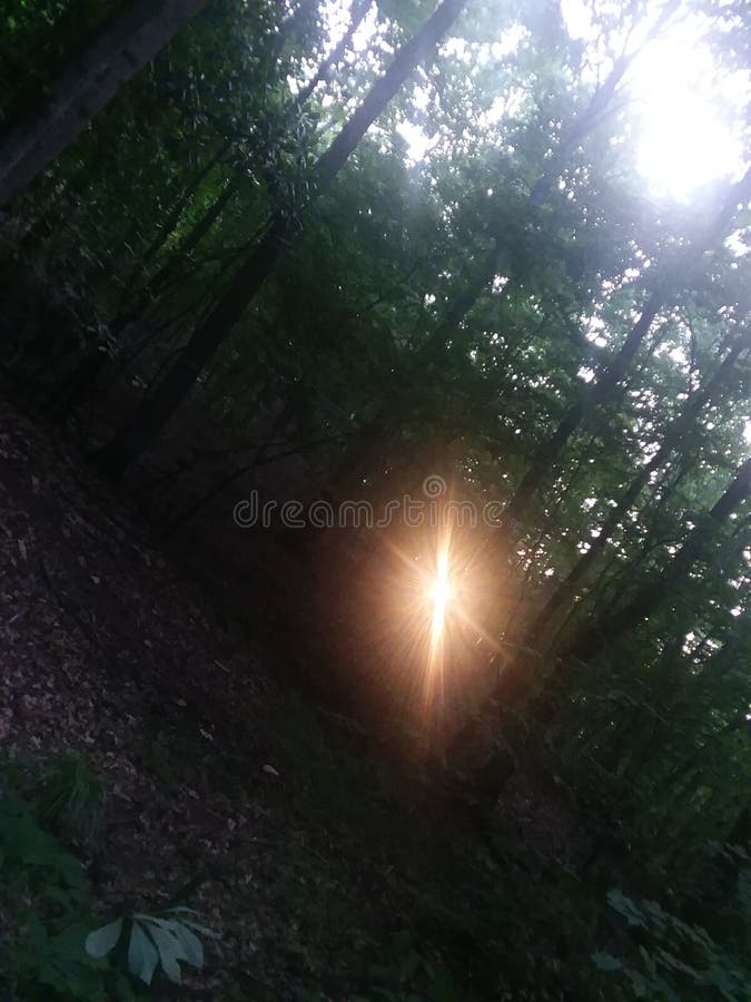 Tree burst stock photo. Image of tree, home, place, called - 133320650