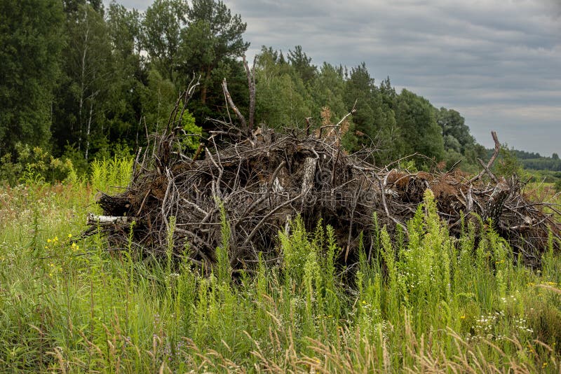Place after the Destruction of the Forest. Stock Photo - Image of ...