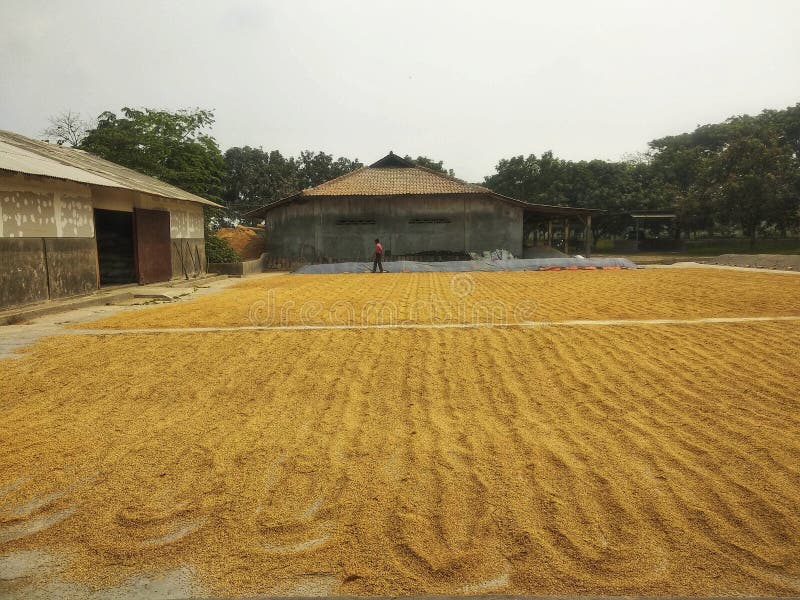 Sun-drying Rice Stalks at Yoysuya Rice Terrace Stock Image - Image of ...