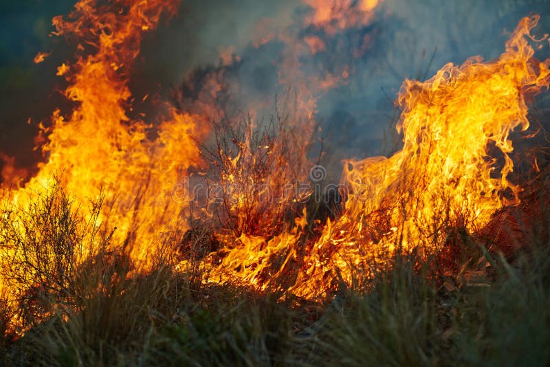 This Place is Going Up in Flames. a Wild Fire Burning. Stock Image ...