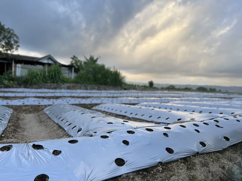 Place the Planting Medium with Plastic Mulch Stock Image - Image of ...