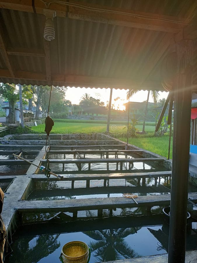 At a Place Selling Good Fish Seeds Stock Image - Image of seeds, good ...