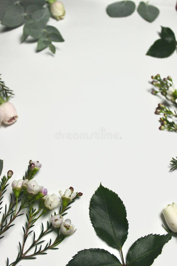 Place for Text on White Background between Flowers of Rose, Eucalyptus ...