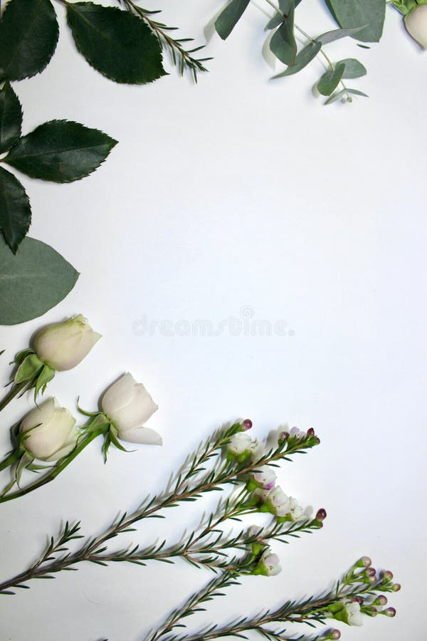 Place for Text on White Background between Flowers of Rose, Eucalyptus ...