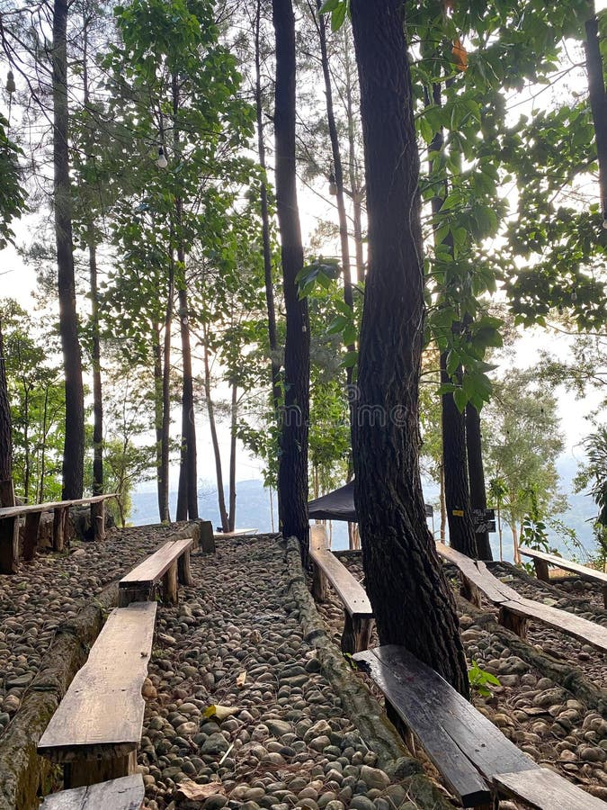 A Place To Sit in the Middle of the Trees Stock Image - Image of forest ...
