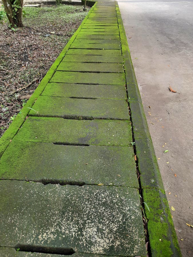 Place to walk stock image. Image of track, leaf, grass - 264005941