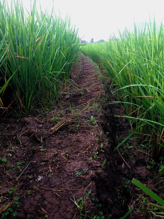 A Place To Walk between the Rice Plants Stock Photo - Image of place ...