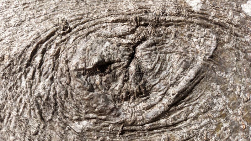 The Place on the Trunk of the Tree Where the Branch Was Cut Off Long ...