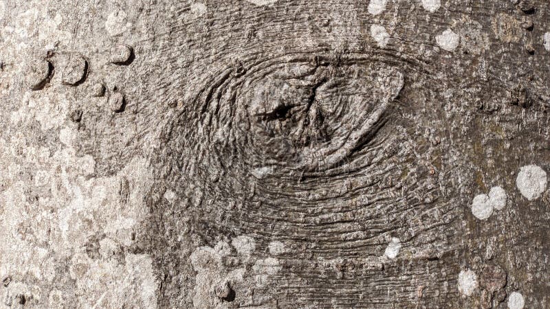 The Place on the Trunk of the Tree Where the Branch Was Cut Off Long ...