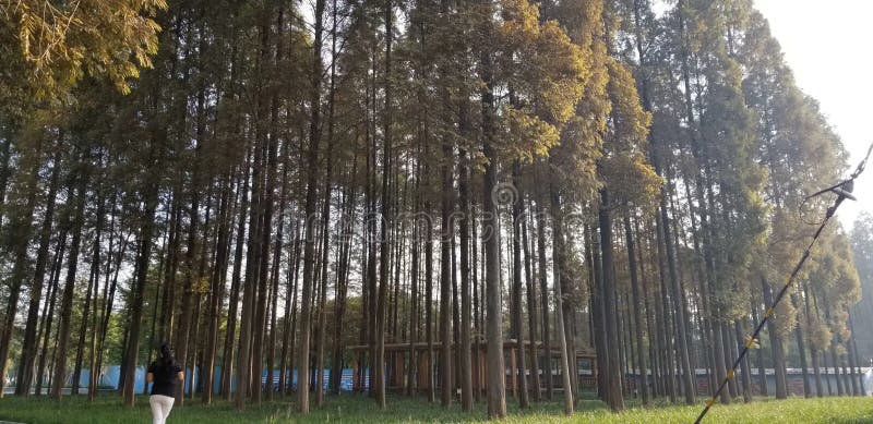 Forest stock image. Image of clouds, dalian, historic - 163029713