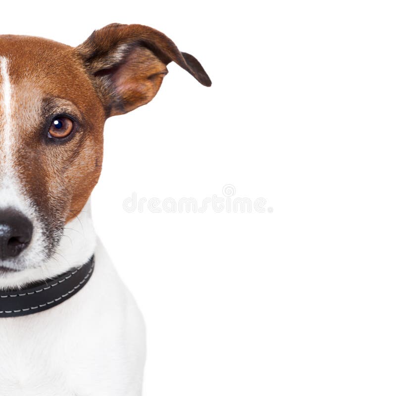 Placeholder banner dog stock image. Image of decoration - 26562349