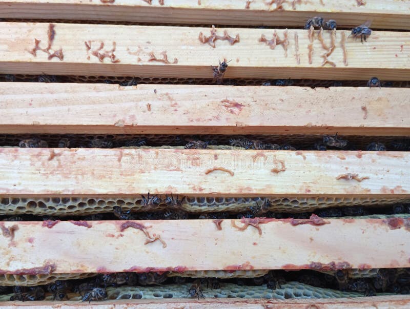 Placement of Bee Frames in the Hive Stock Photo - Image of beeswax ...