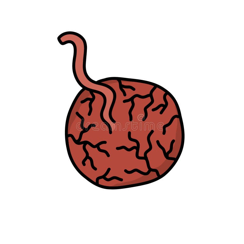 Placenta Doodle Icon, Vector Color Line Illustration Stock Vector ...