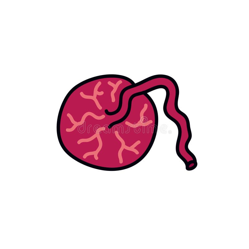 Placenta Doodle Icon Vector Illustration Stock Illustration