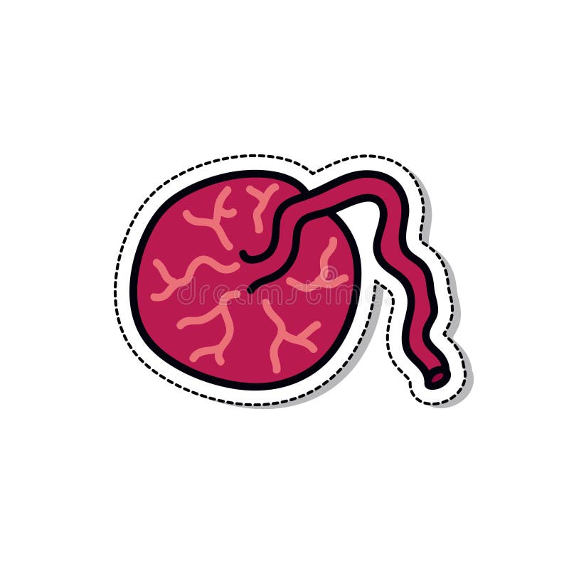Placenta Doodle Icon, Vector Illustration Stock Illustration ...