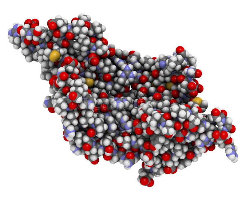 Placental Structure Stock Illustrations – 39 Placental Structure Stock ...