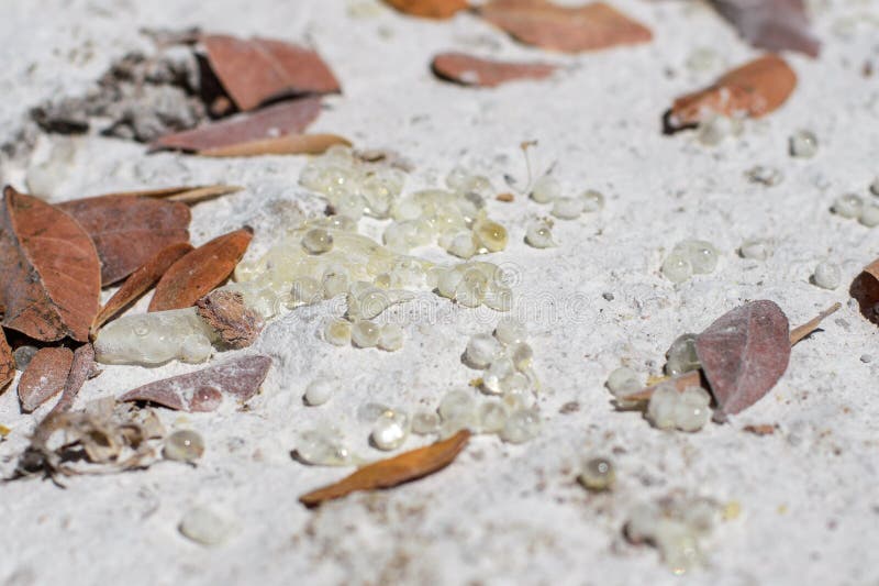 Placer of Mastic Drops Brighten and Twinkle in the Sunlight on the ...