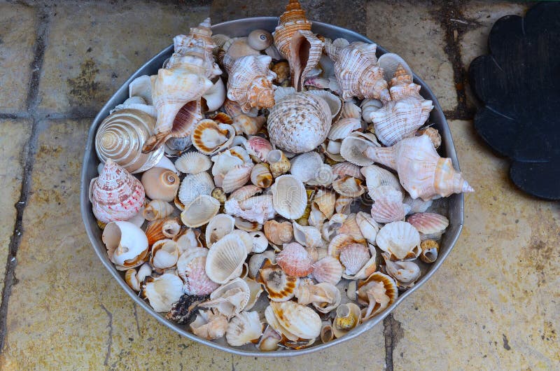 Placer of Small and Medium Sea Shells in a Metal Container. Stock Image ...