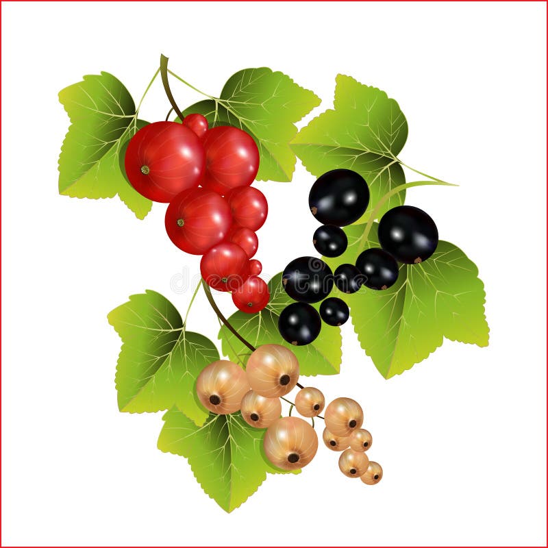 Placez De Multicolore, Groseille De Jardin Illustration de Vecteur ...