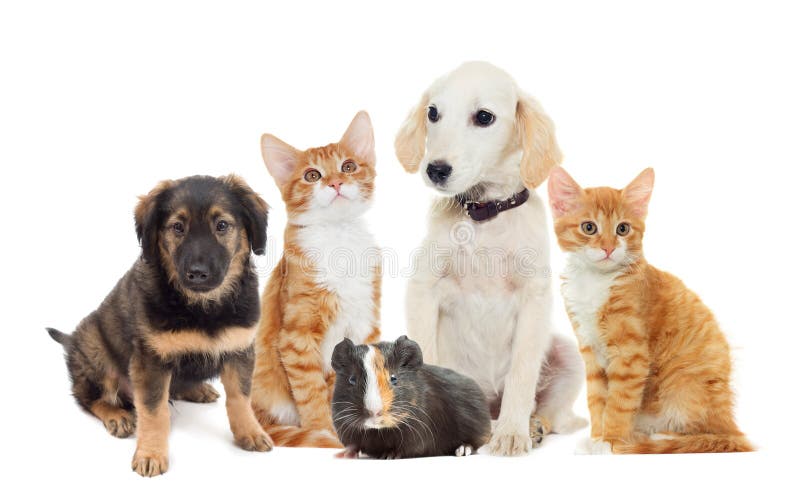 Beaucoup D'animaux Familiers Photo stock - Image du complètement, fond ...