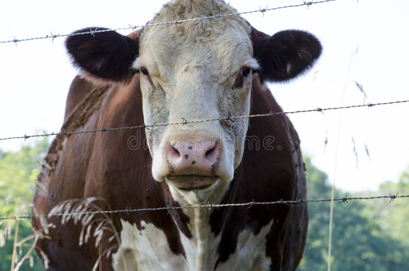 Cow stare stock photo. Image of stare, wild, animals - 151384648