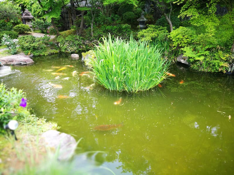 Green pond stock photo. Image of nature, pond, green - 95525844