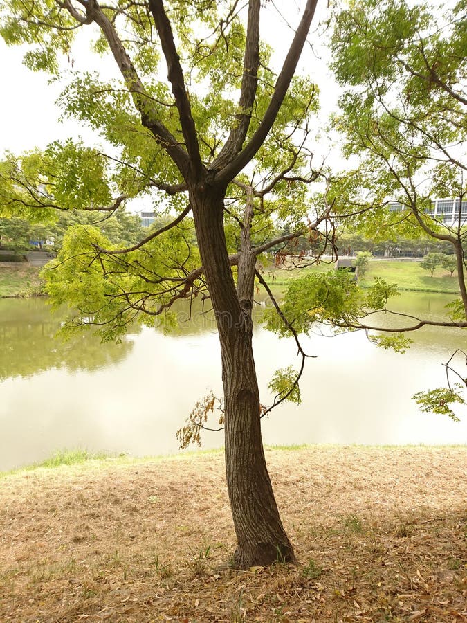 Placidity stock photo. Image of water, peace, placidity - 100689236