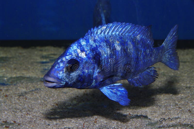 Placidochromis Phenochilus Lupingo Cichlid Stock Image - Image of ...