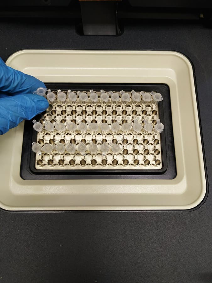 Placing Microtubes in the Cycler, PCR Analysis. Stock Photo - Image of ...