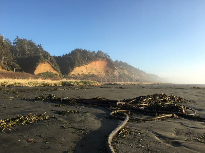 Moclips, Washington photo stock. Image du coquillages - 80153422