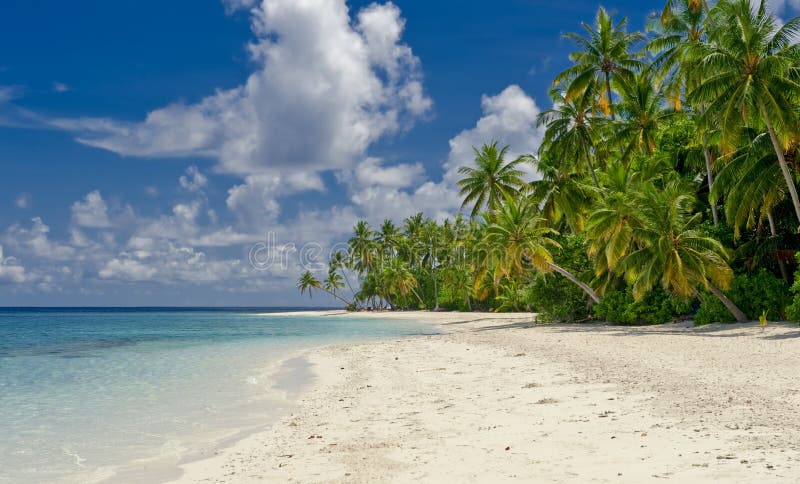 Plage Avec Le Cocotier Sur L'île Tropicale Image stock - Image du ...