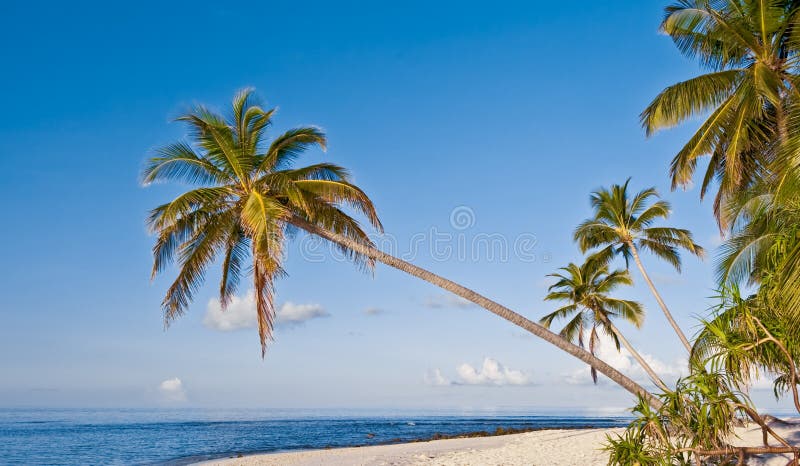 Plage Avec Le Cocotier Sur L'île Tropicale Photo stock - Image du ...
