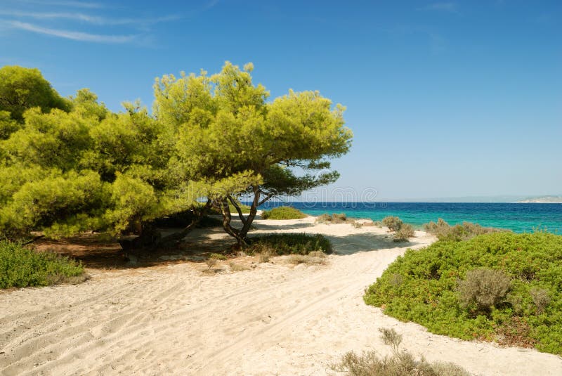 Plage Avec Les Pins Et Le Buisson Image stock - Image du plage ...