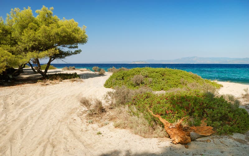 Plage Avec Les Pins Et Le Buisson Image stock - Image du plage ...