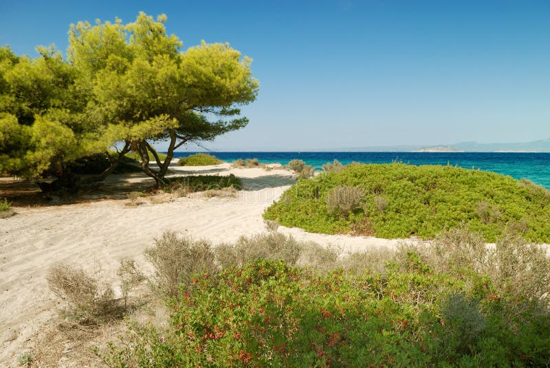 Plage Avec Les Pins Et Le Buisson Image stock - Image du plage ...