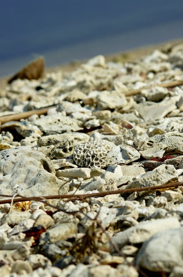 1,552 Photos de Corail Mort Blanc - Photos de stock gratuites et libres ...