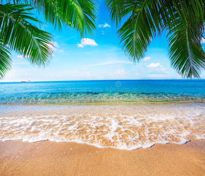 Plage Tropicale Avec Cocotier Image stock - Image du exotique, ressort ...