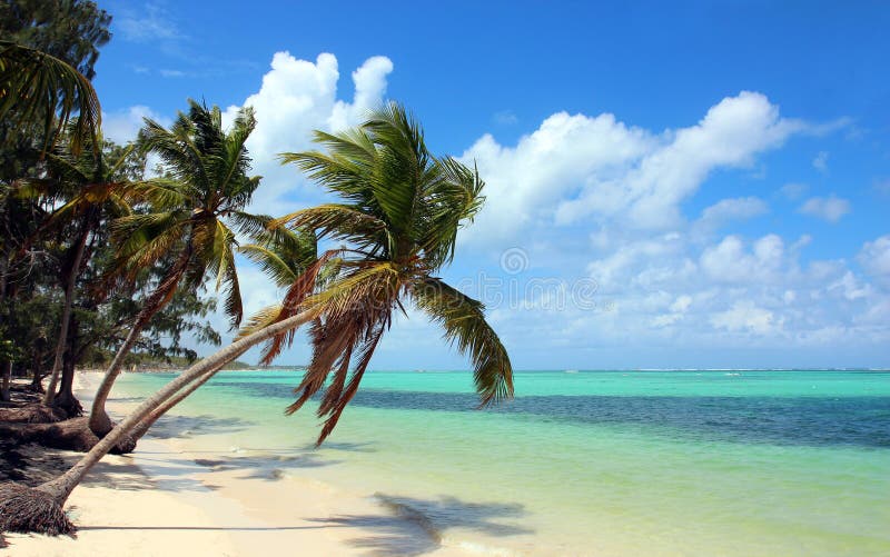 Plage Tropicale Avec Des Cocotiers Photo stock - Image du exotique ...